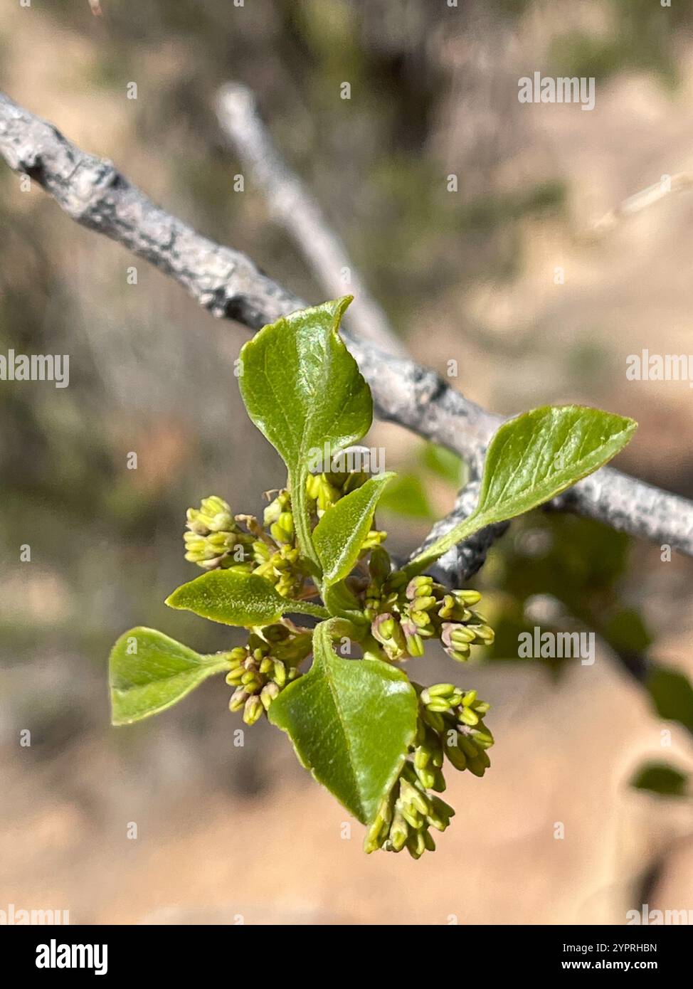 single-leaf ash (Fraxinus anomala Stock Photo - Alamy