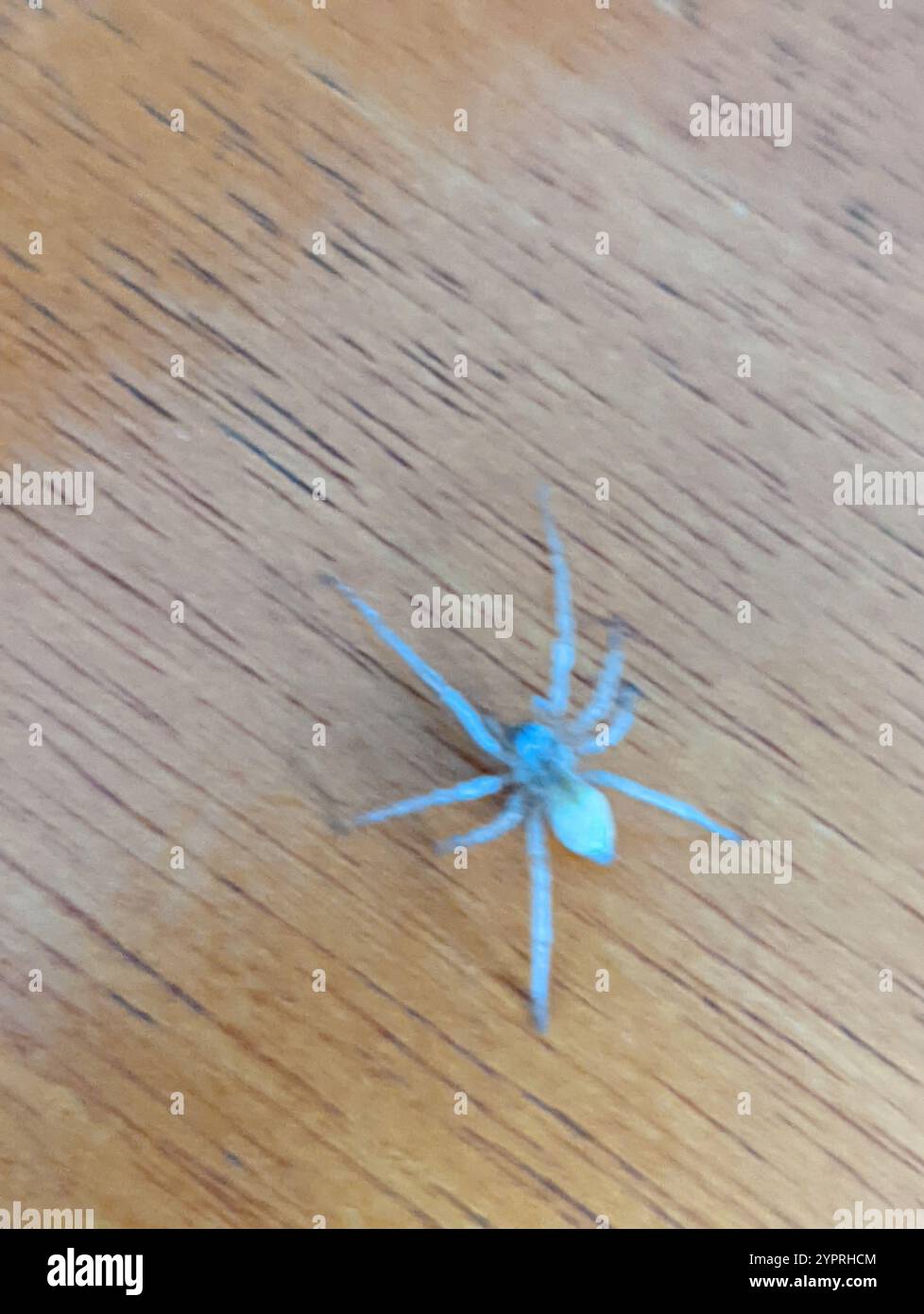 Northern Yellow Sac Spider (Cheiracanthium mildei Stock Photo - Alamy