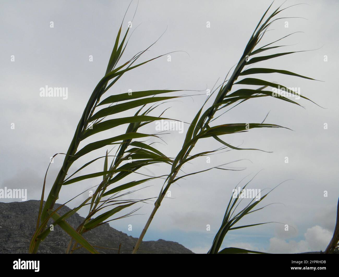 giant reed (Arundo donax Stock Photo - Alamy