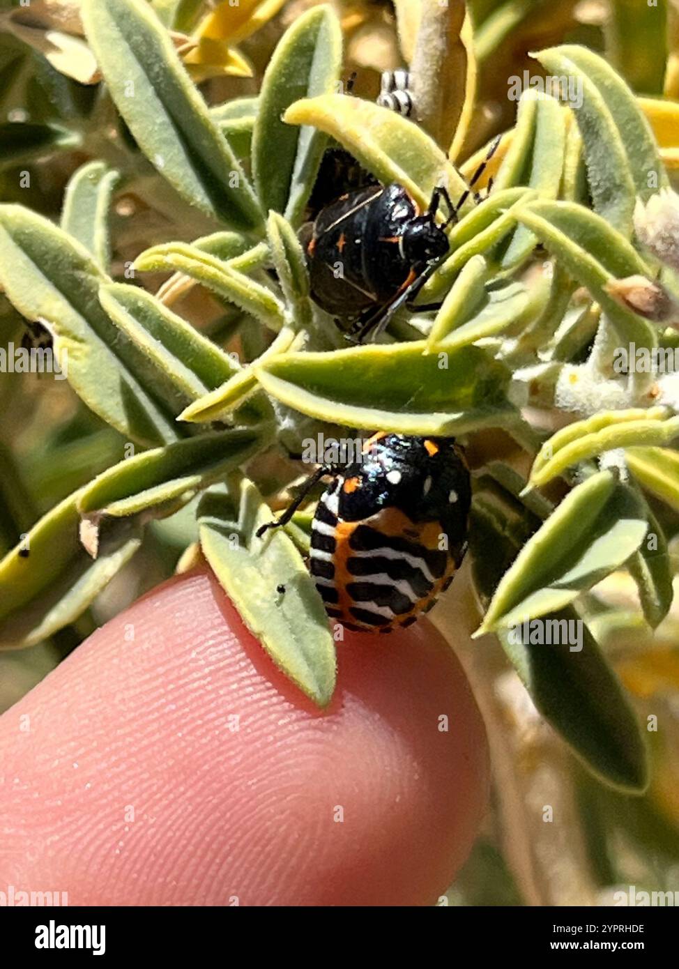 Harlequin Bug (Murgantia histrionica Stock Photo - Alamy