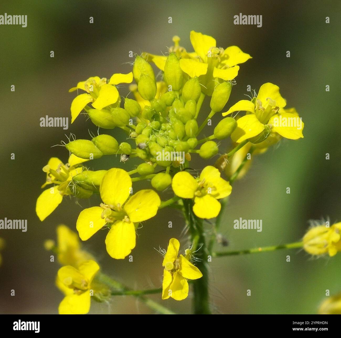 London false rocket hi-res stock photography and images - Alamy