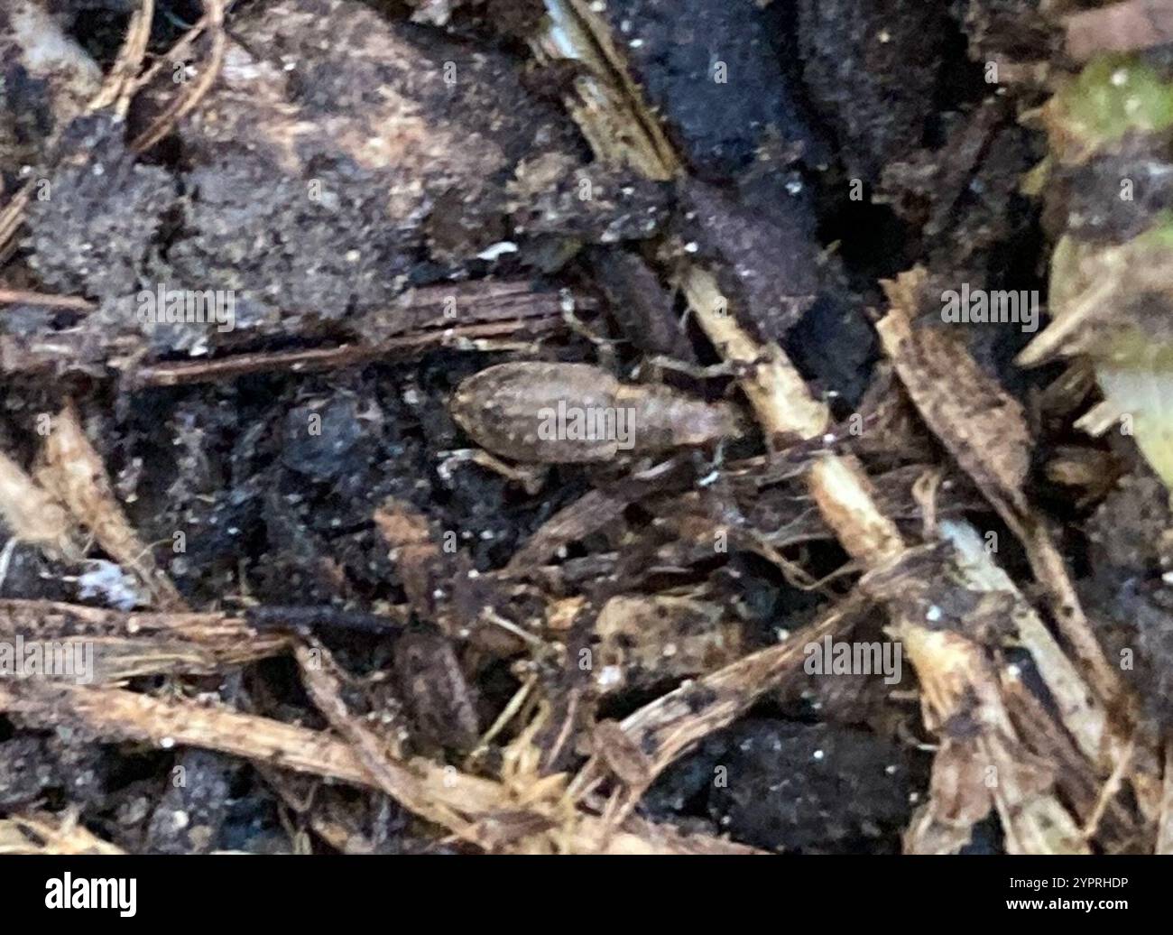 Clover root weevil (Sitona lepidus Stock Photo - Alamy