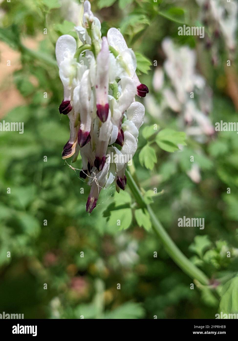 white ramping-fumitory (Fumaria capreolata Stock Photo - Alamy