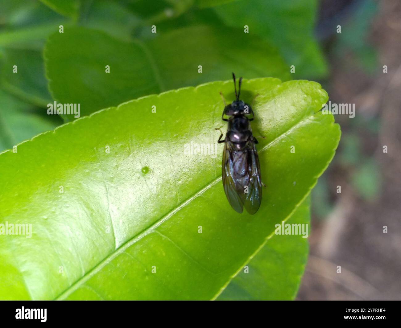 Black Soldier Fly (Hermetia illucens Stock Photo - Alamy