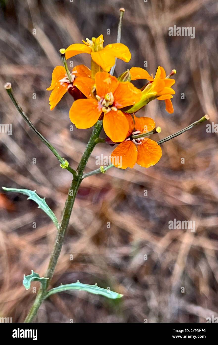 Western Wallflower (Erysimum capitatum Stock Photo - Alamy
