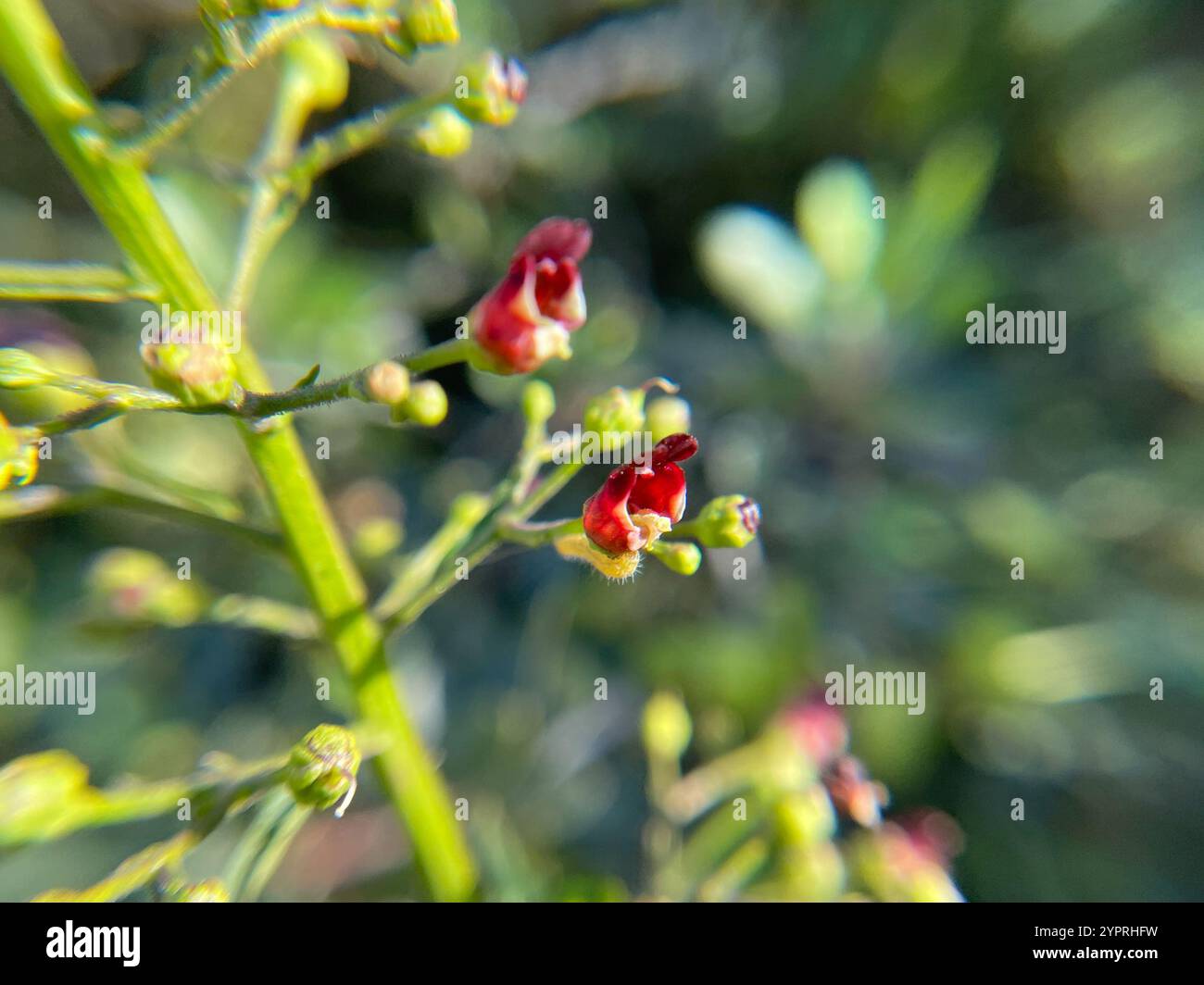 California beeplant (Scrophularia californica Stock Photo - Alamy