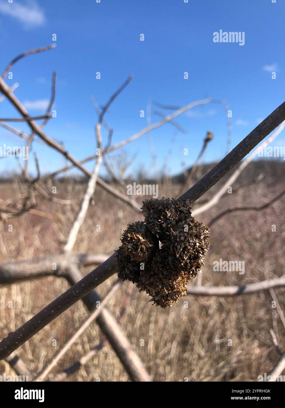 Ash Flower Gall Mite (Aceria fraxiniflora Stock Photo - Alamy