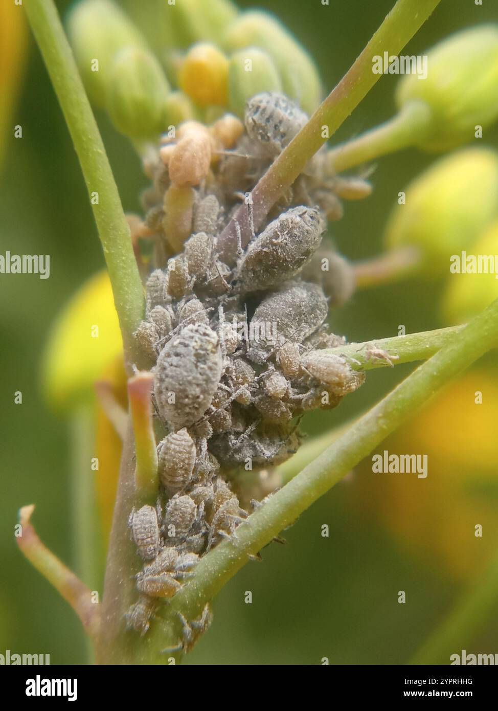 Cabbage Aphid (Brevicoryne brassicae Stock Photo - Alamy