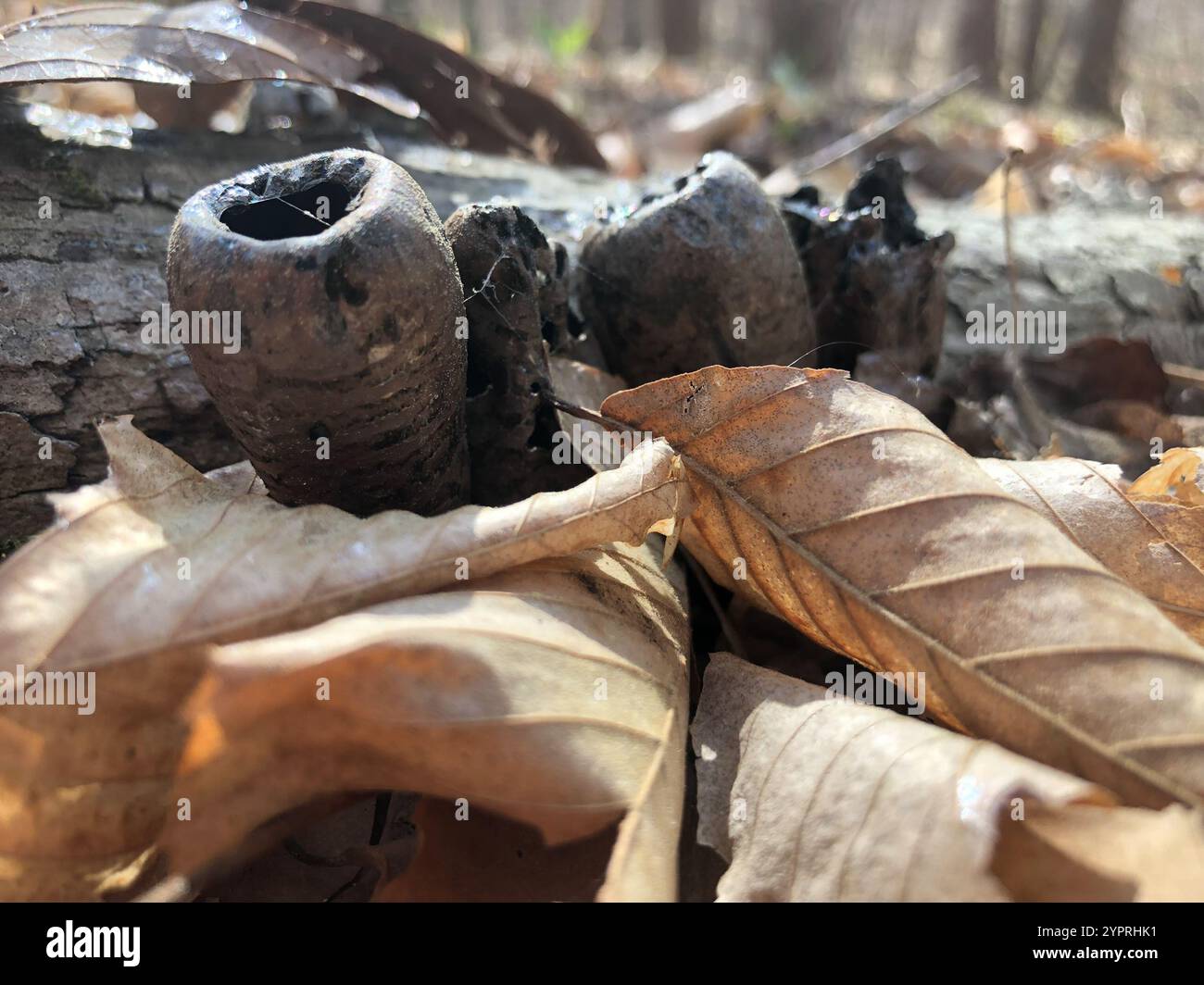 devil's urn (Urnula craterium Stock Photo - Alamy