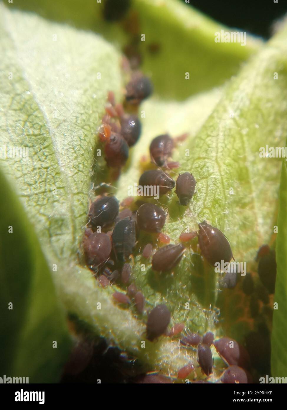 Pyraria hi-res stock photography and images - Alamy