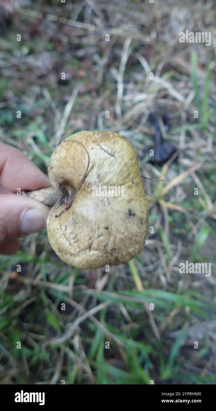 Slippery Jacks (Suillus Stock Photo - Alamy