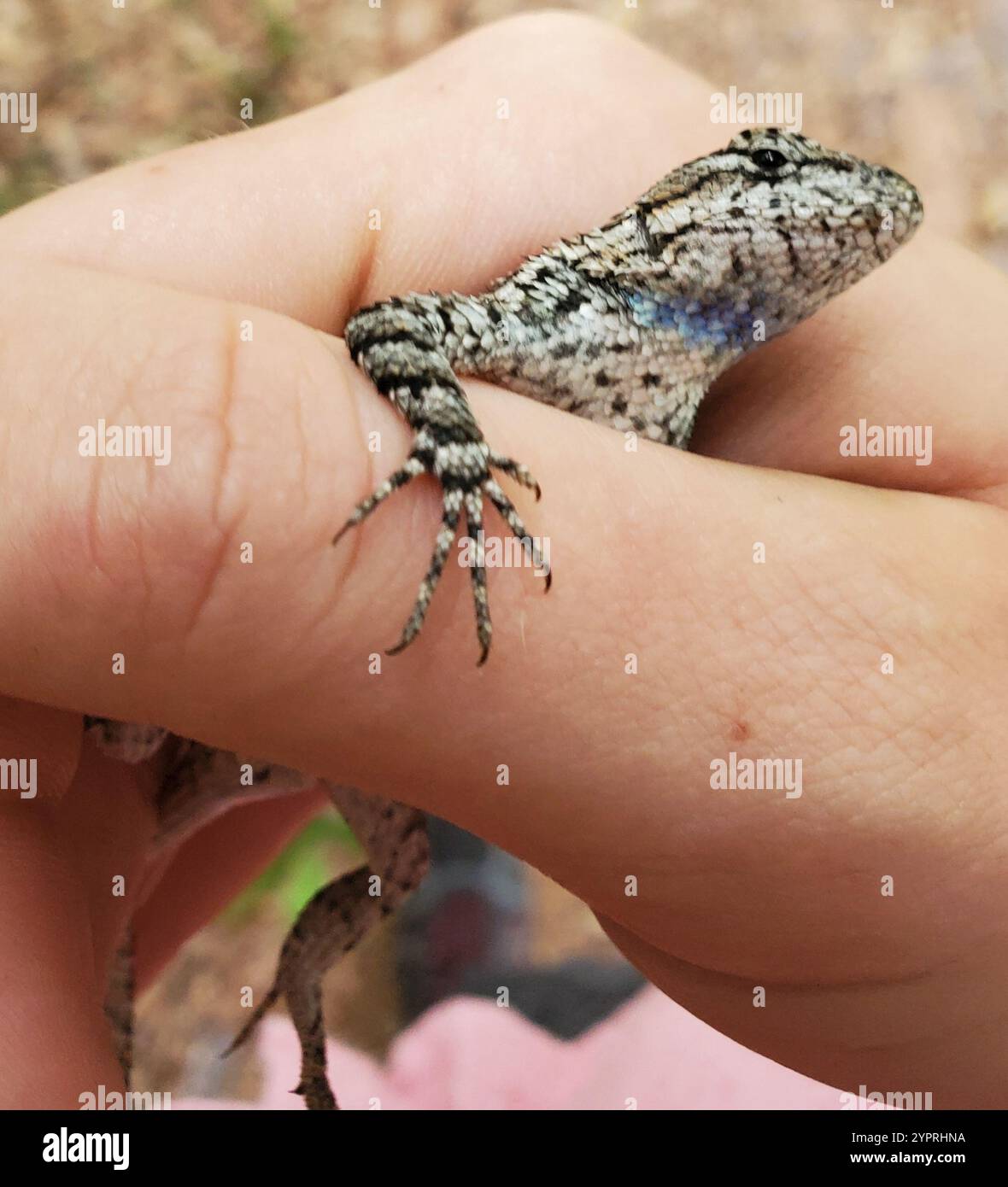 Eastern Fence Lizard (Sceloporus undulatus Stock Photo - Alamy