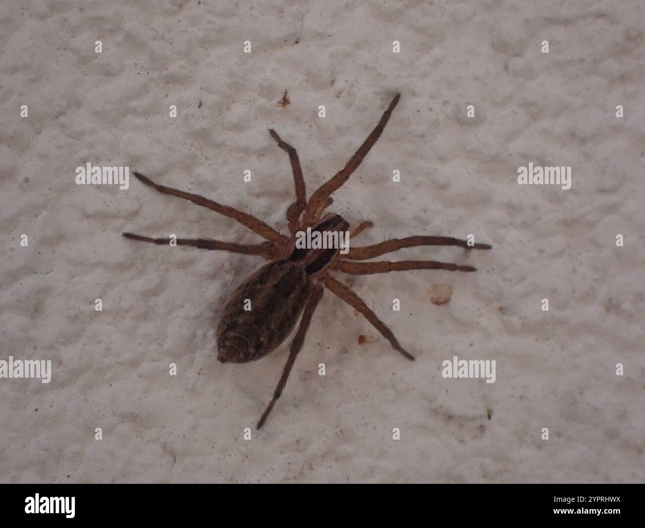 Radiated Wolf Spider (Hogna radiata Stock Photo - Alamy