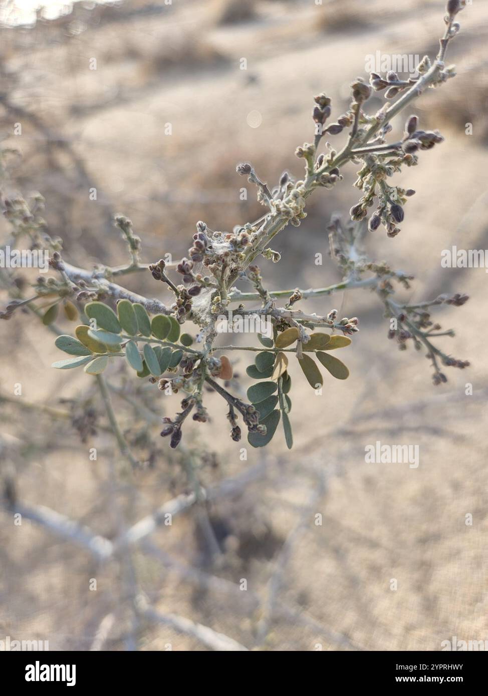desert ironwood (Olneya tesota Stock Photo - Alamy