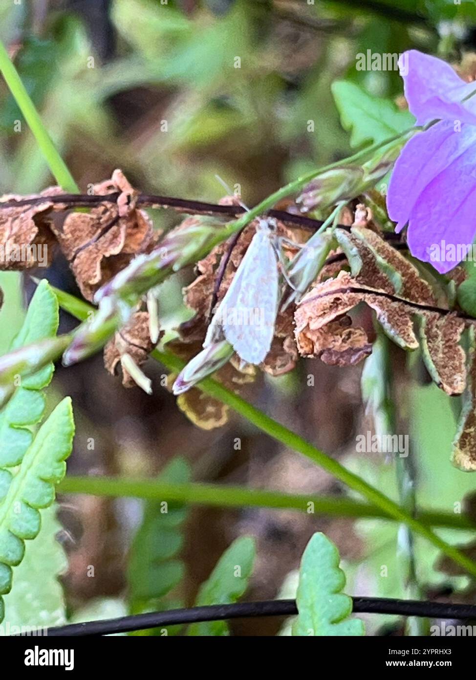 Crambid Snout Moths (Crambidae Stock Photo - Alamy