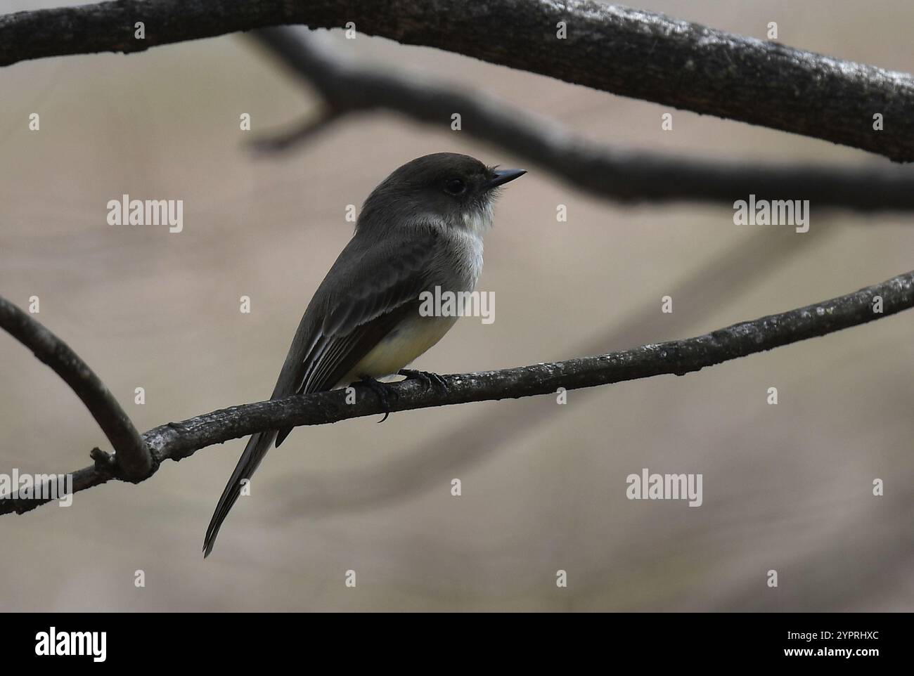 Eastern Phoebe (Sayornis phoebe Stock Photo - Alamy