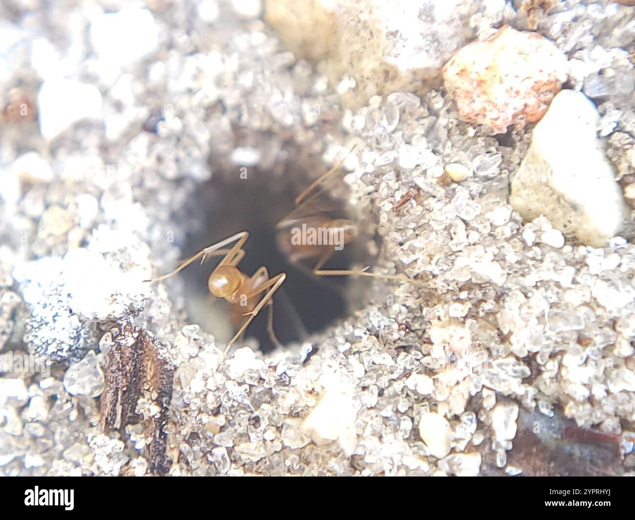 Buren's Pyramid Ant (Dorymyrmex bureni Stock Photo - Alamy
