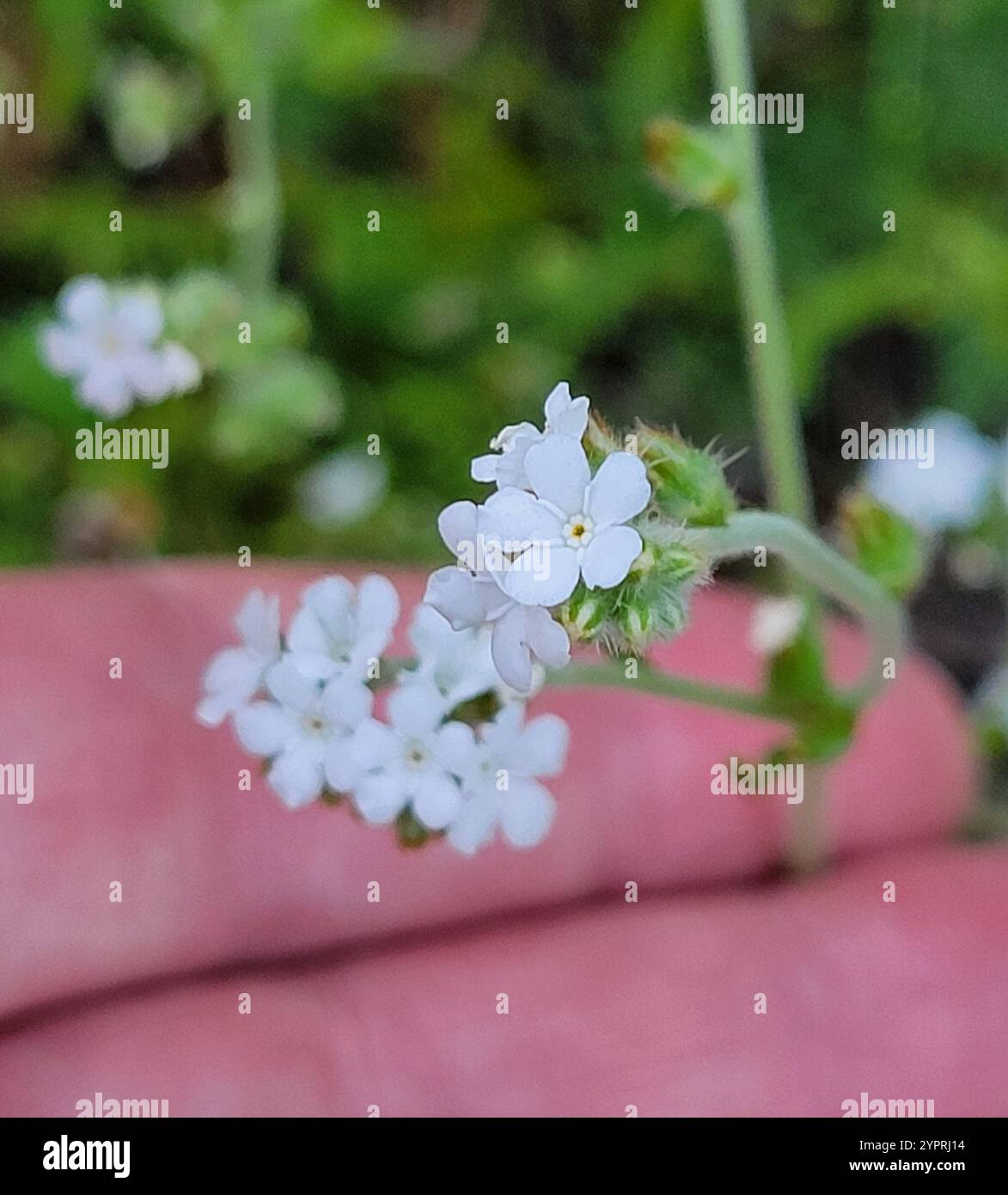 Rusty Popcornflower (Plagiobothrys nothofulvus Stock Photo - Alamy