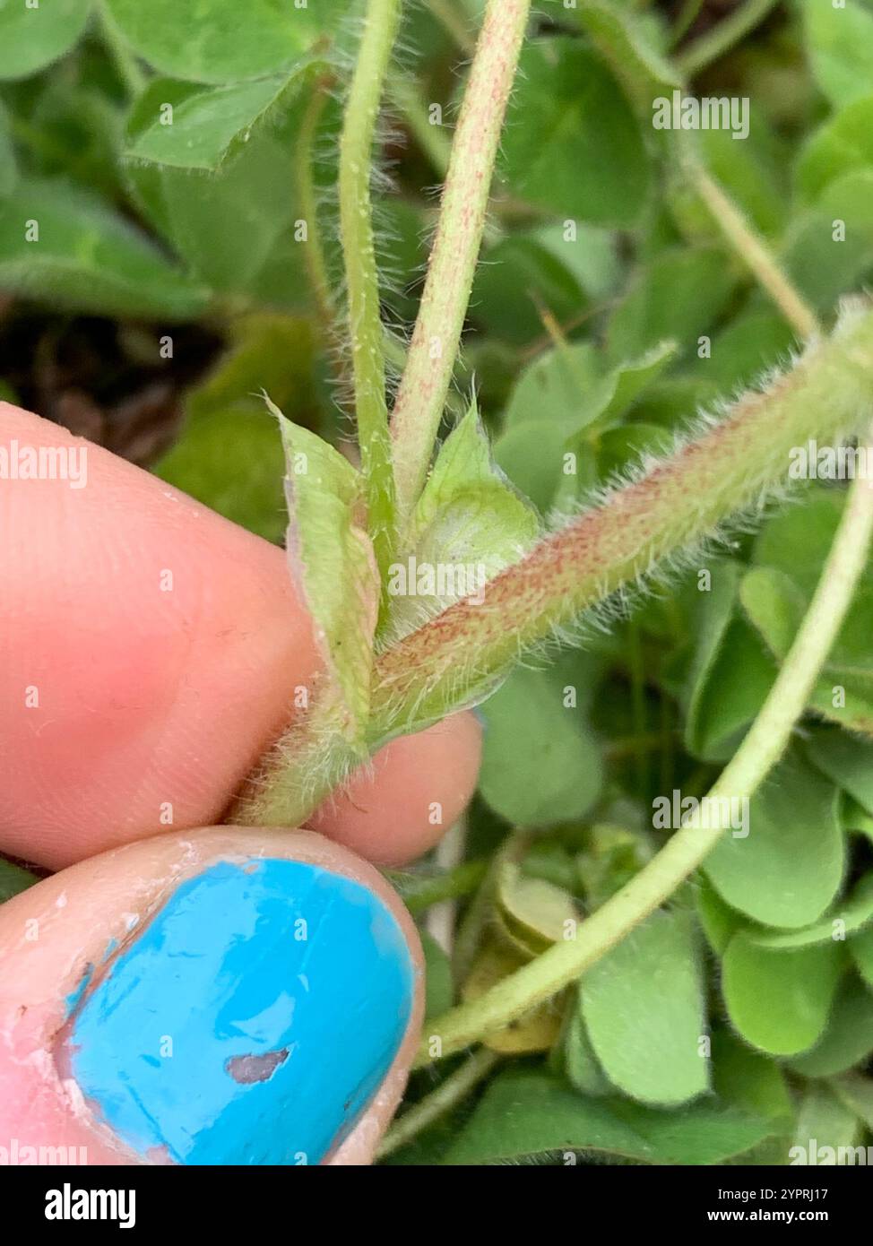 Subterranean Clover (Trifolium subterraneum Stock Photo - Alamy