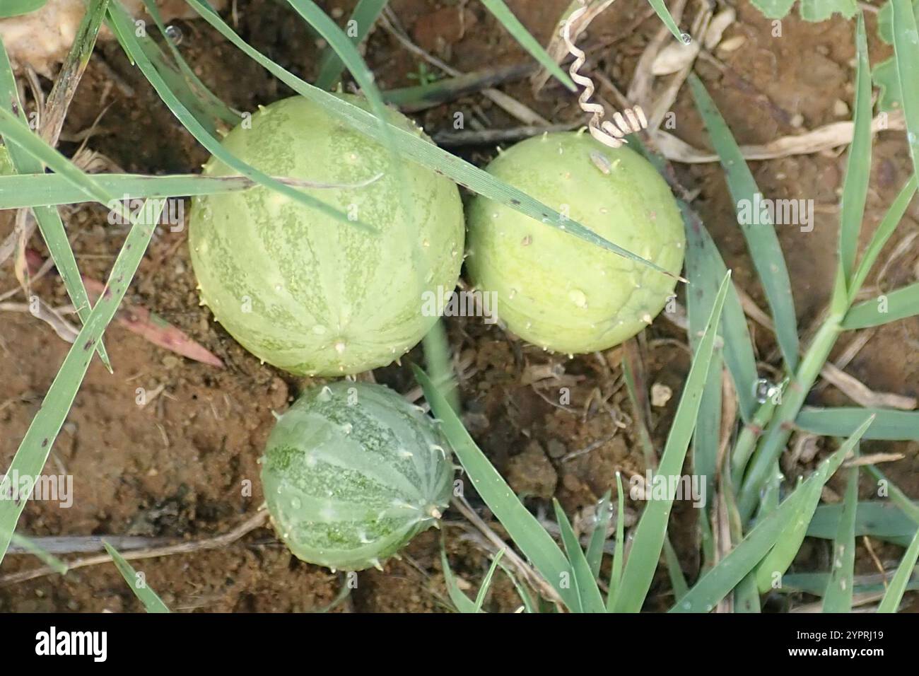 Thorny Cucumber (Cucumis myriocarpus myriocarpus Stock Photo - Alamy