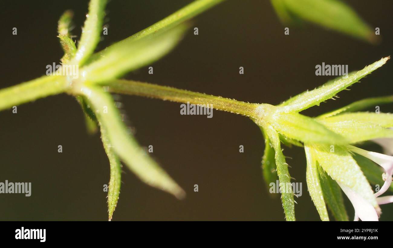 Field madder (Sherardia arvensis Stock Photo - Alamy