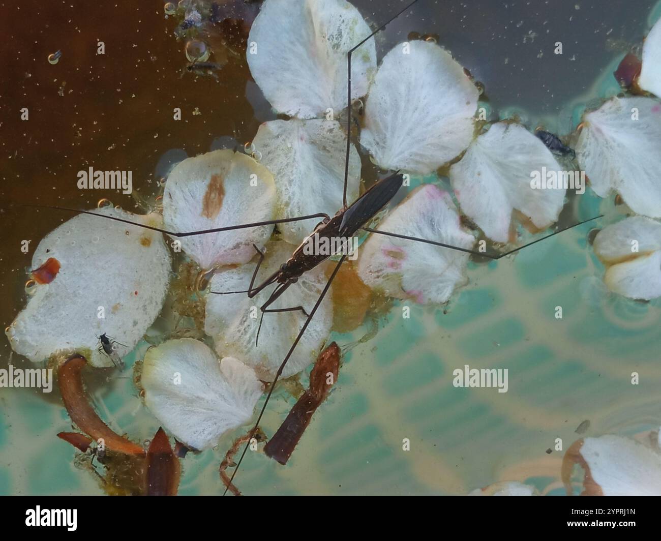 lake pondskater (Aquarius paludum Stock Photo - Alamy