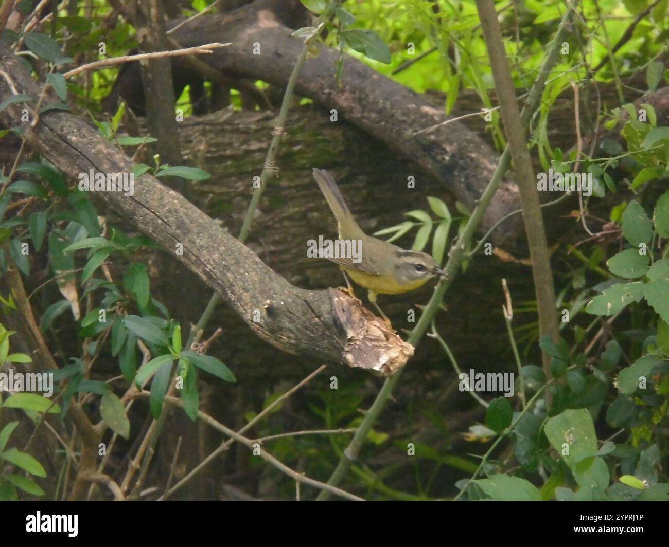 Golden-crowned Warbler (Basileuterus culicivorus Stock Photo - Alamy