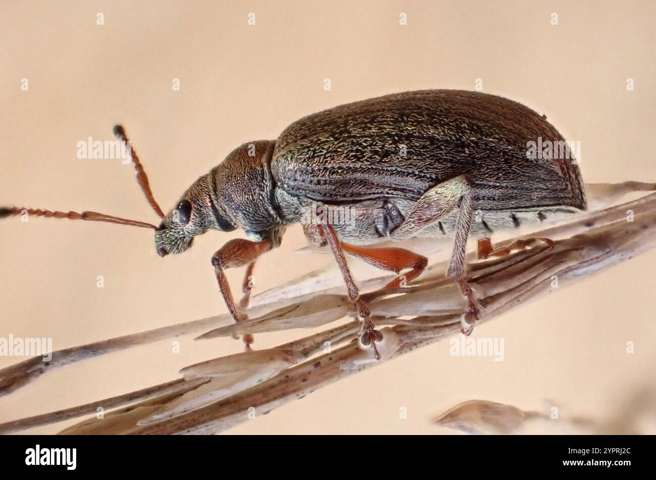 Common Leaf Weevil (Phyllobius pyri Stock Photo - Alamy