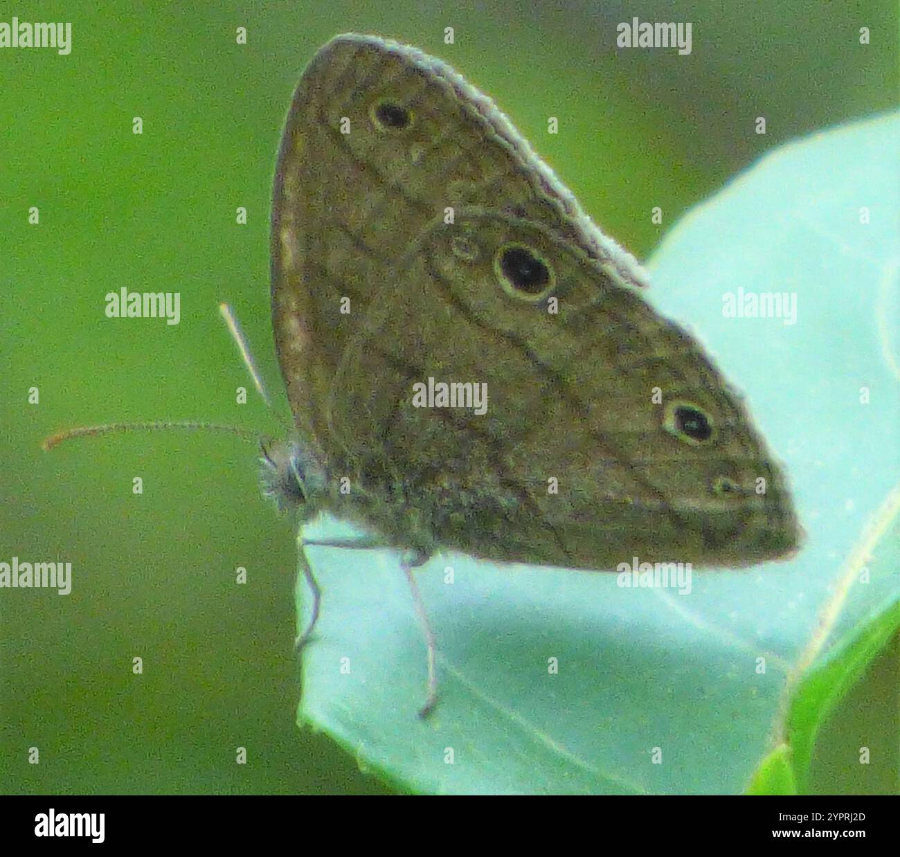 Carolina Satyr (Hermeuptychia sosybius Stock Photo - Alamy