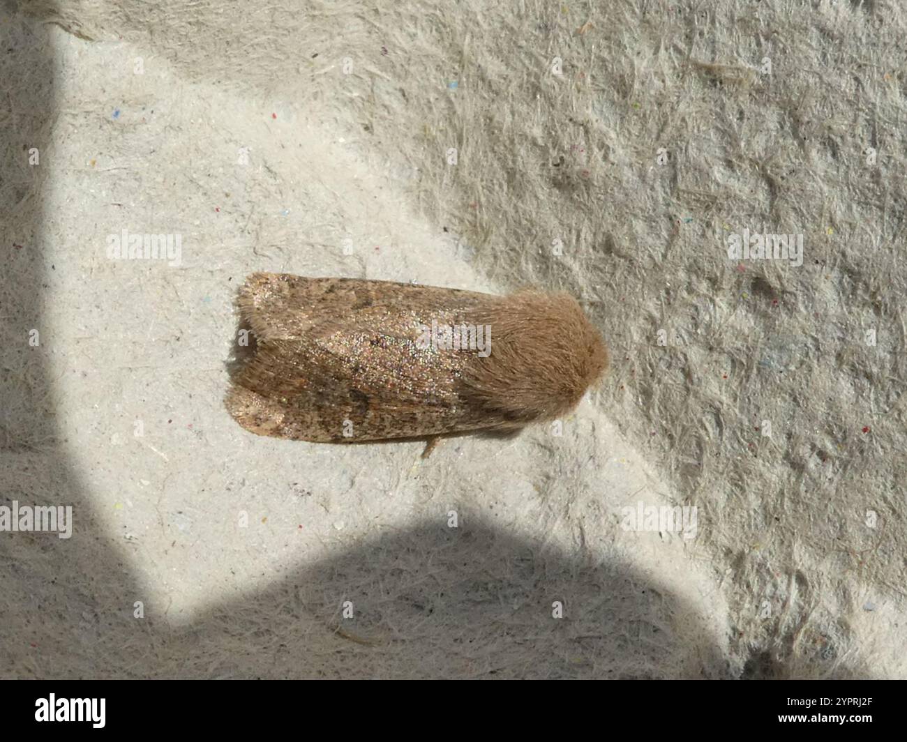 Small Quaker (Orthosia cruda Stock Photo - Alamy