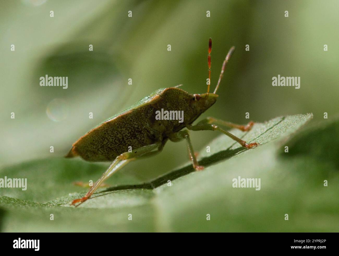 Green Shield Bug (Palomena prasina Stock Photo - Alamy