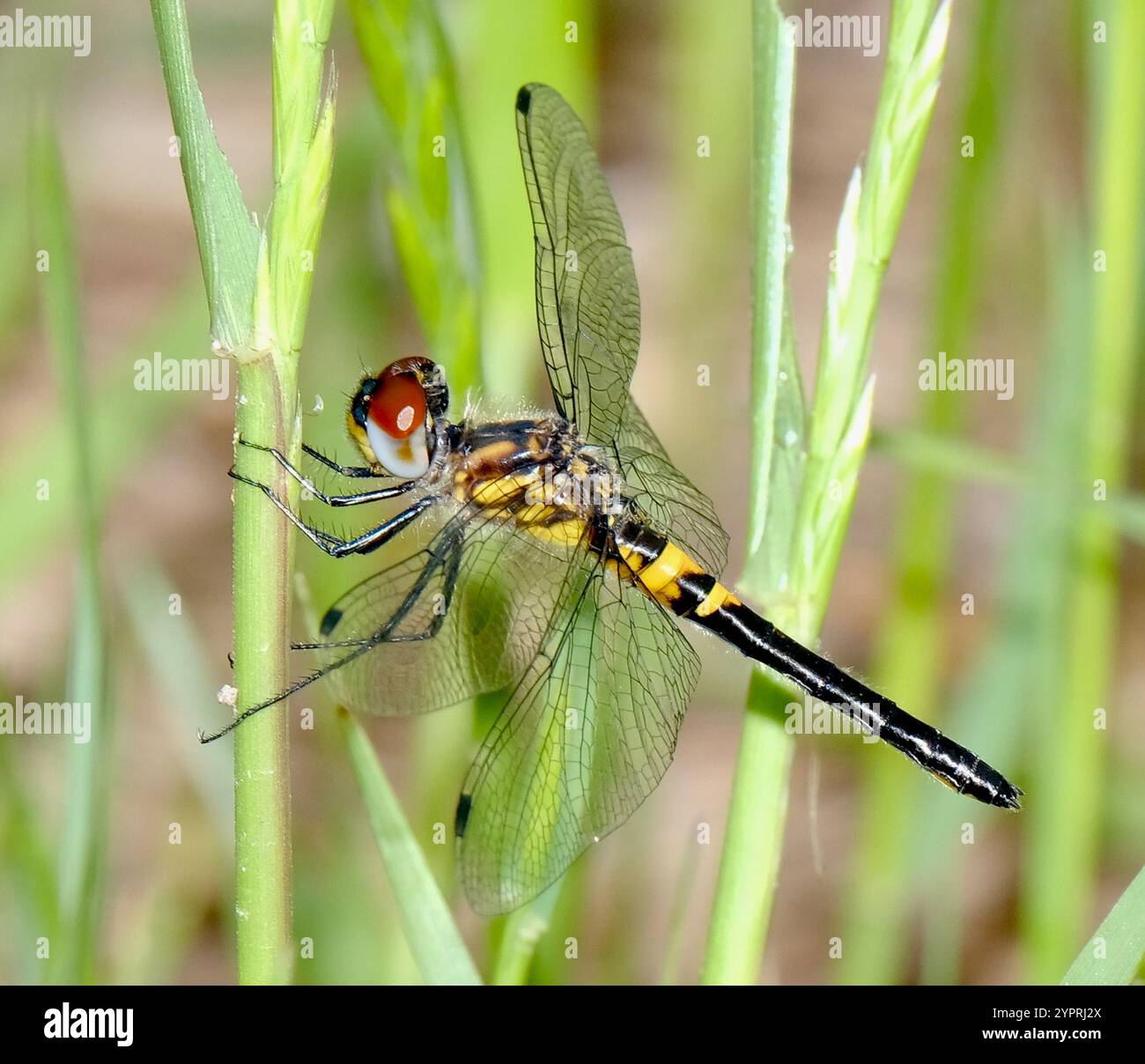 Double-ringed Pennant (Celithemis verna Stock Photo - Alamy
