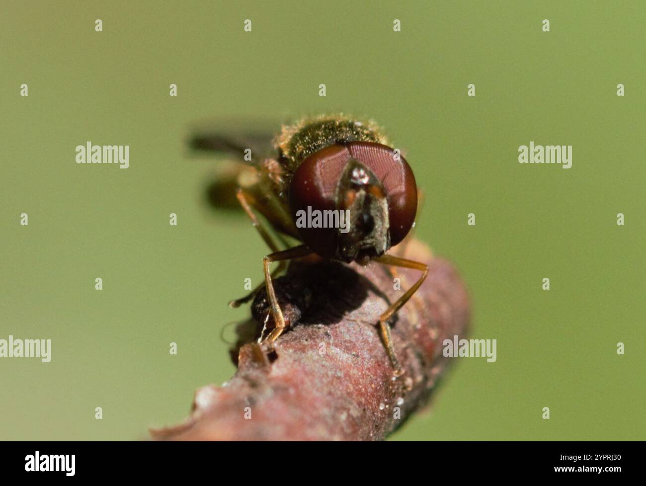 Ladder-backed Hover Fly (Melanostoma scalare Stock Photo - Alamy
