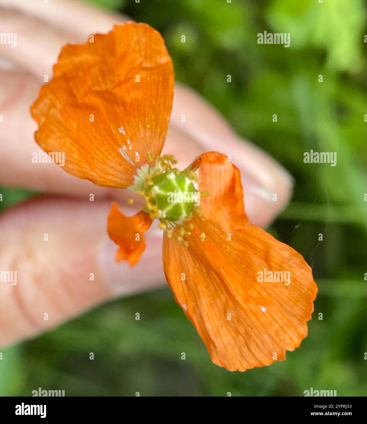 fire poppy (Papaver californicum Stock Photo - Alamy