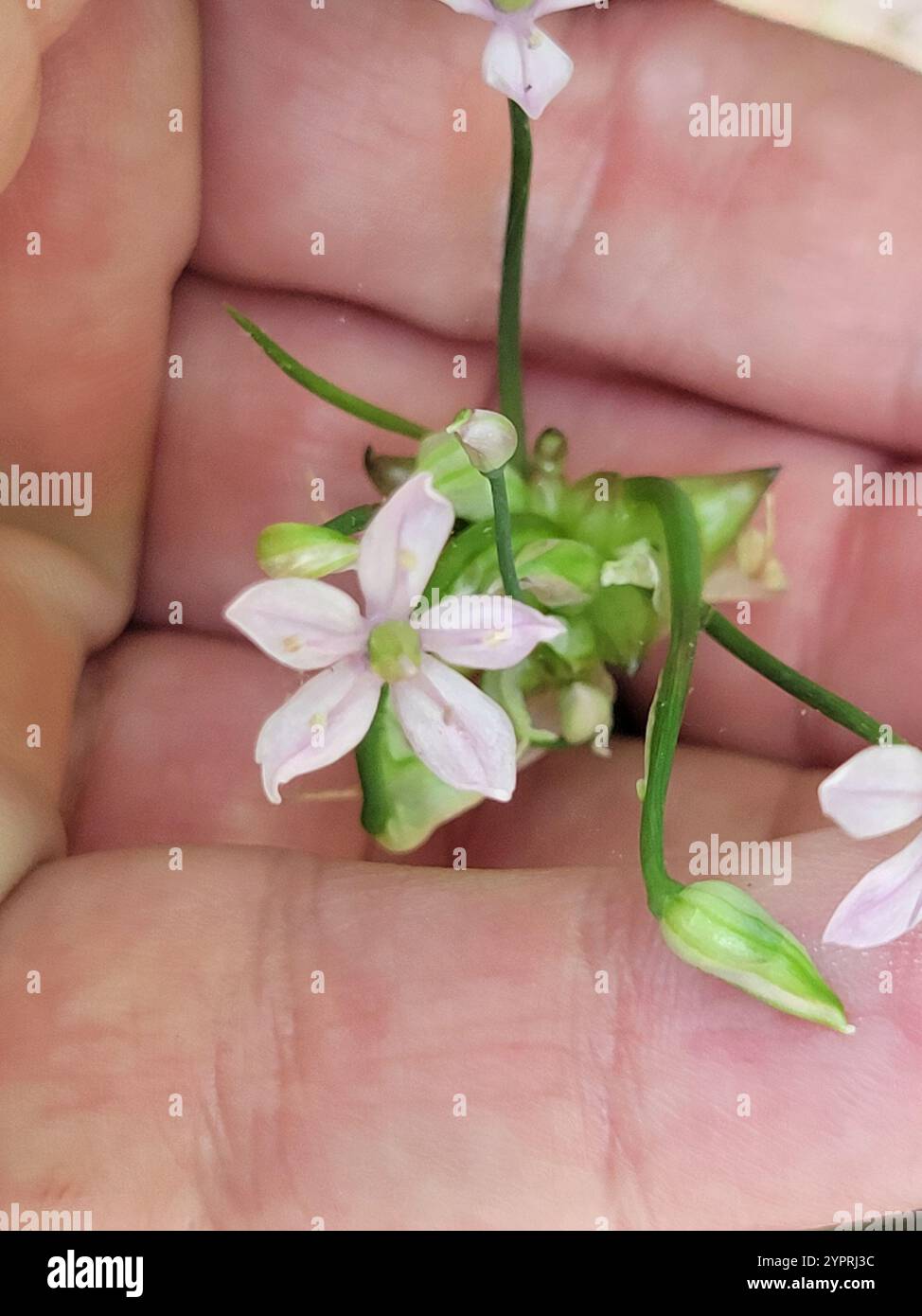 Canadian Meadow garlic (Allium canadense Stock Photo - Alamy