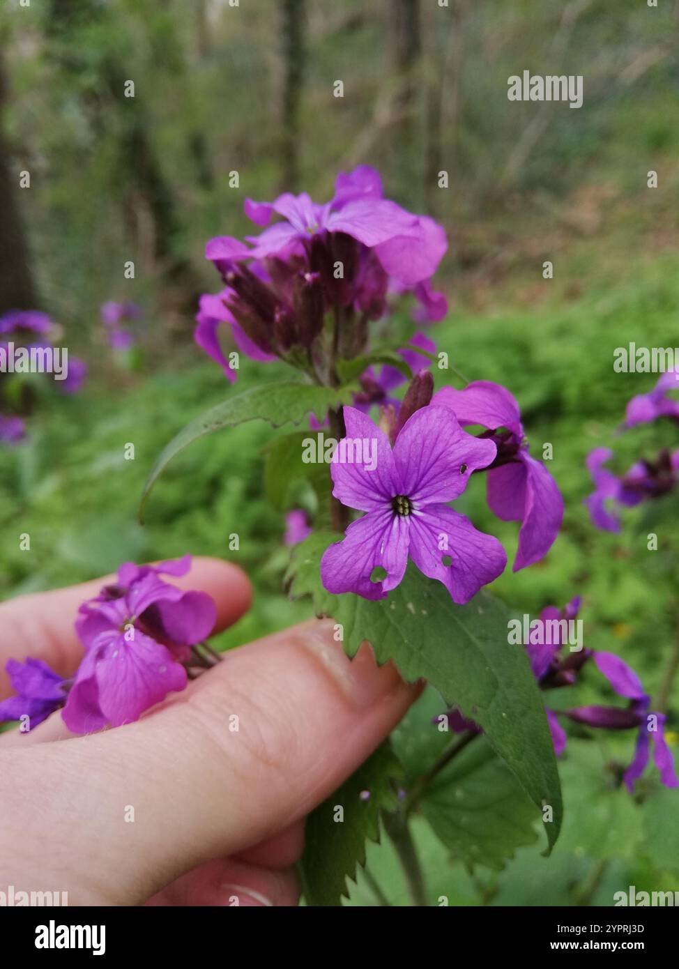 Annual Honesty (Lunaria annua Stock Photo - Alamy