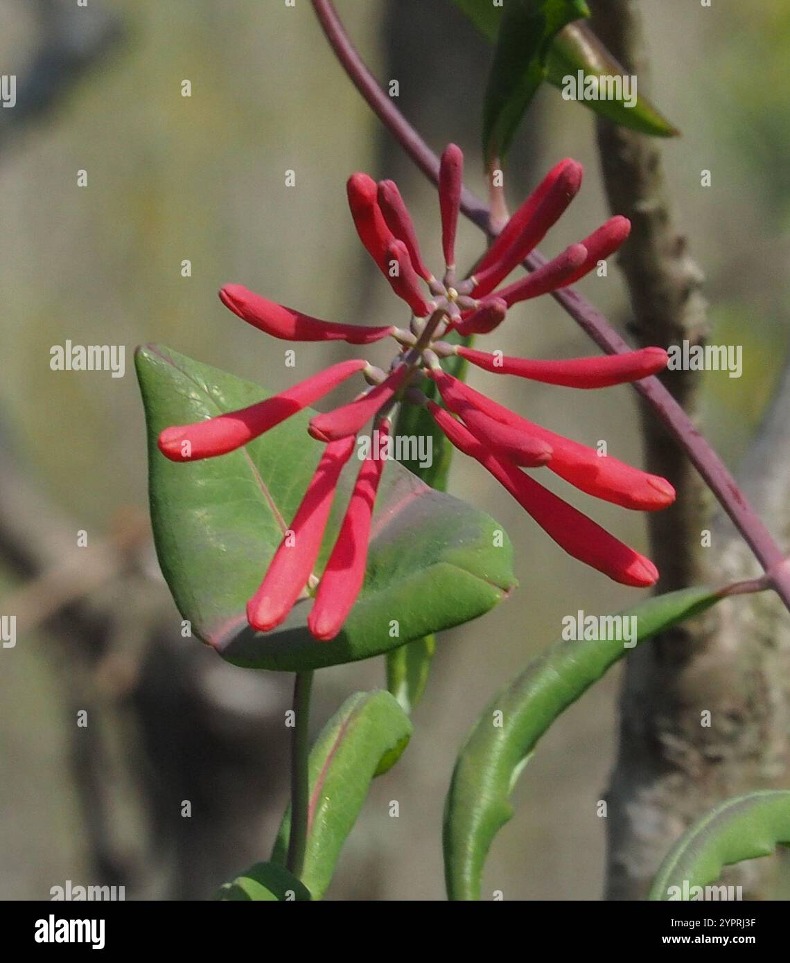 coral honeysuckle (Lonicera sempervirens Stock Photo - Alamy