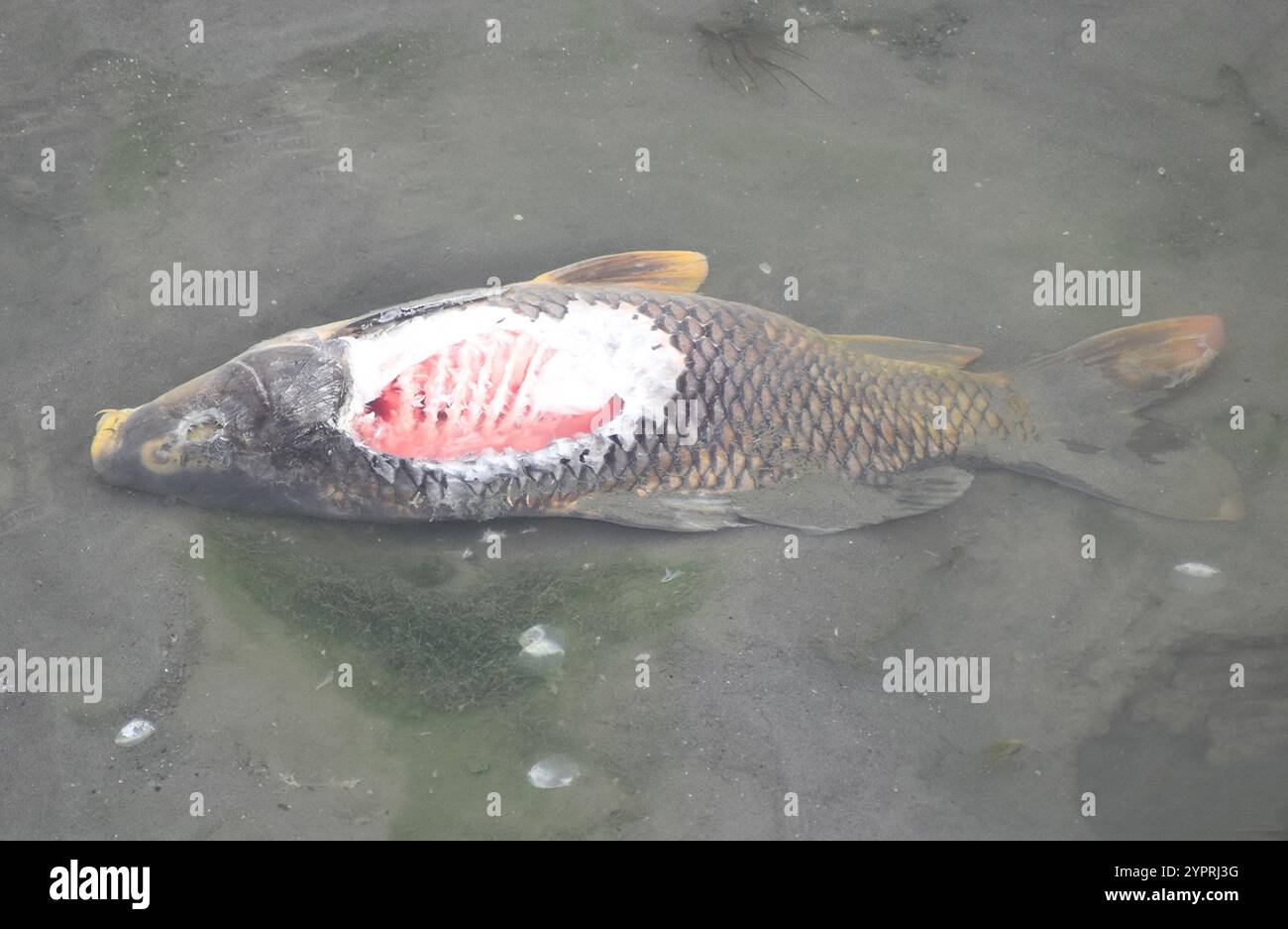 European Carp (Cyprinus carpio Stock Photo - Alamy