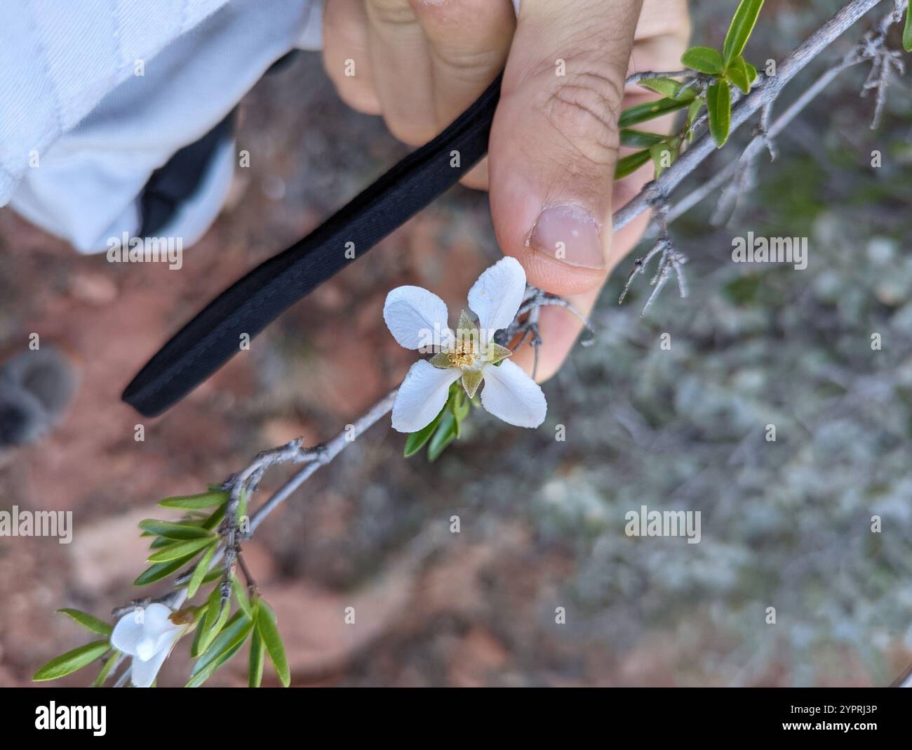Cliff Fendlerbush (Fendlera rupicola Stock Photo - Alamy