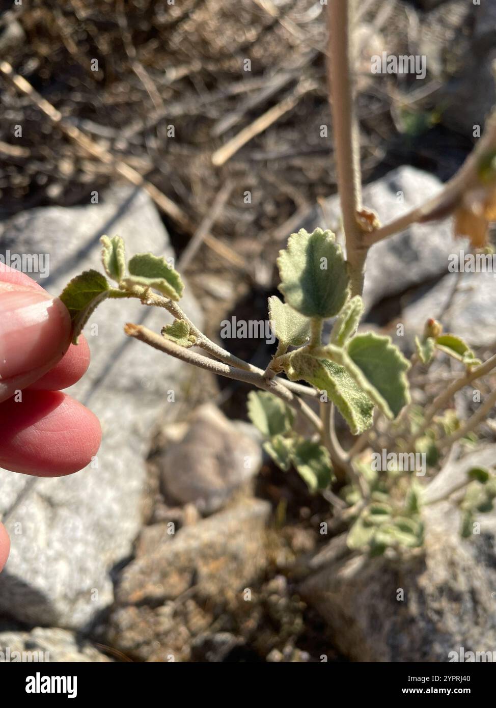 Rock Hibiscus (Hibiscus denudatus Stock Photo - Alamy
