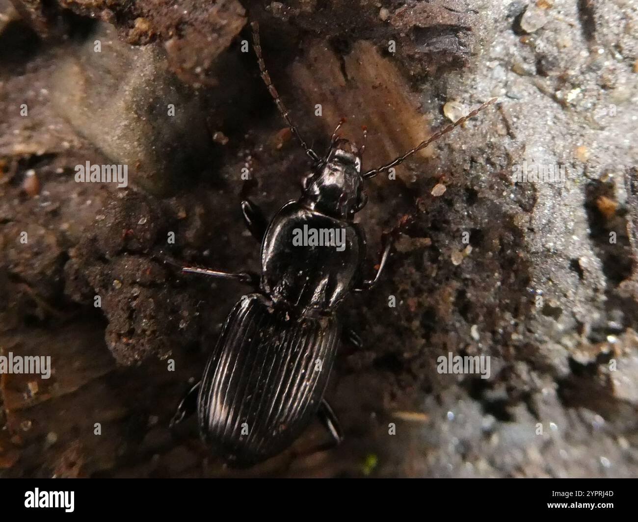 Blackclock Ground Beetles (Pterostichus Stock Photo - Alamy