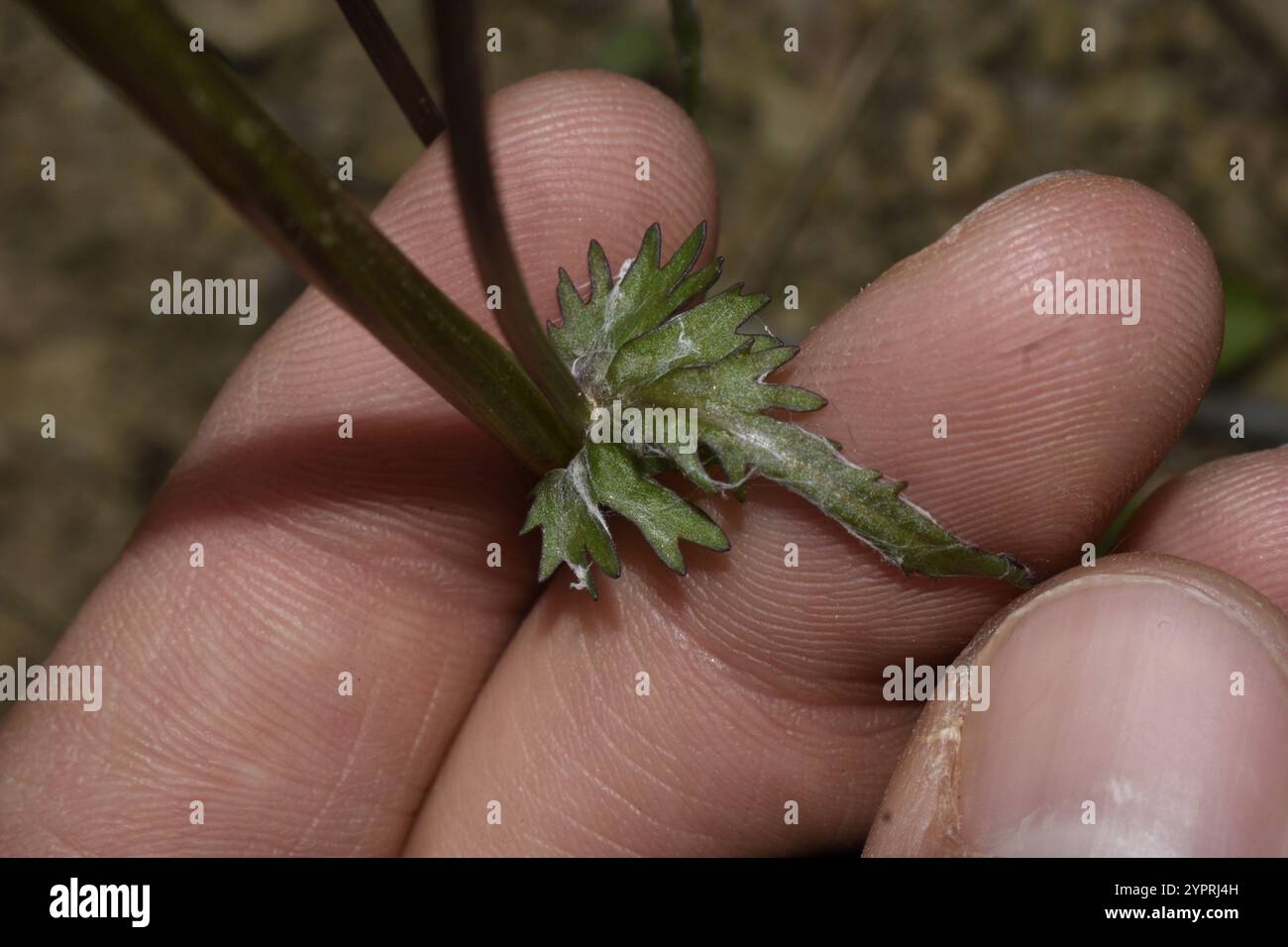 roundleaf ragwort (Packera obovata Stock Photo - Alamy