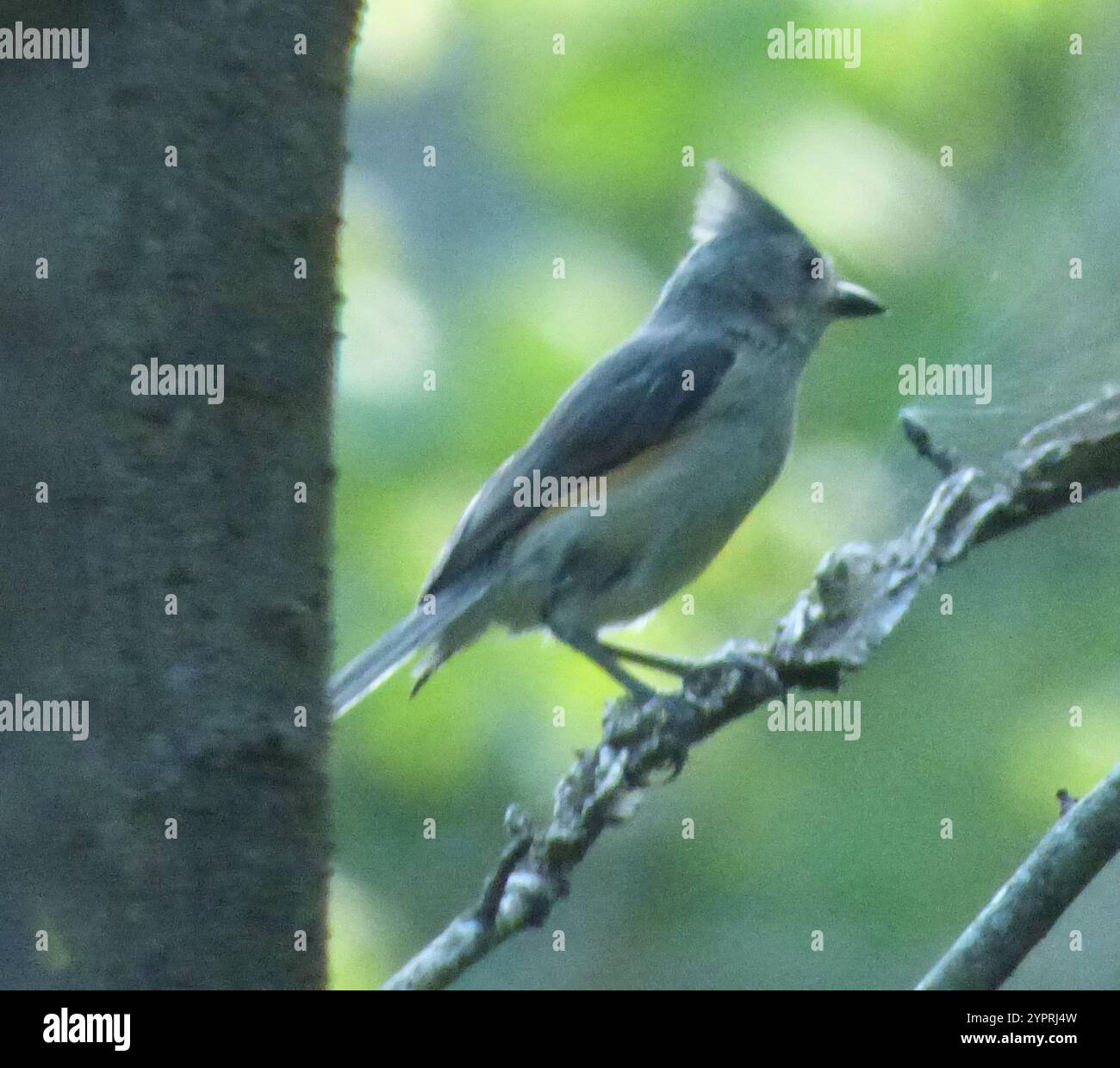 Tufted Titmouse (Baeolophus bicolor Stock Photo - Alamy