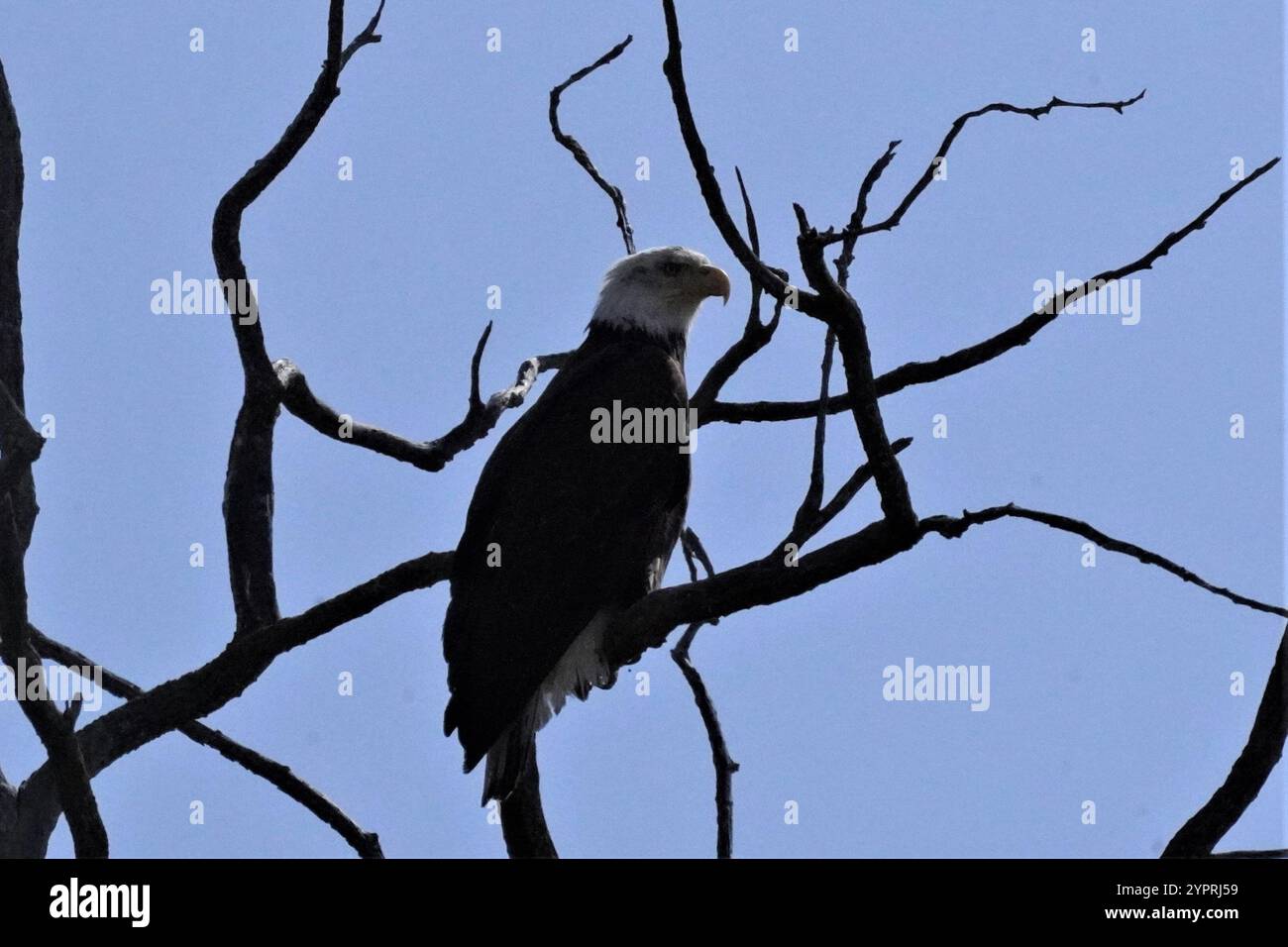 Bald Eagle (Haliaeetus leucocephalus Stock Photo - Alamy