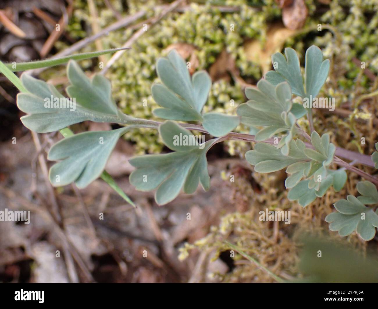 rock harlequin (Capnoides sempervirens Stock Photo - Alamy