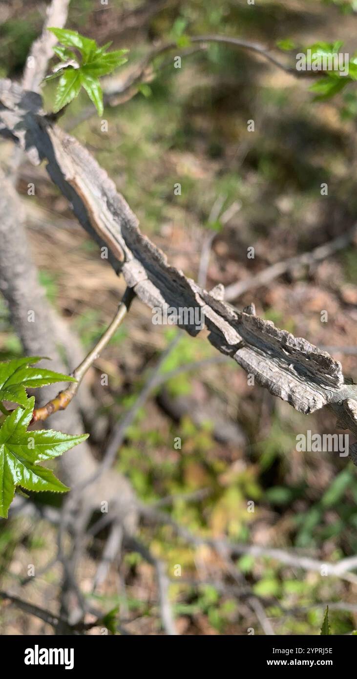 American sweetgum (Liquidambar styraciflua Stock Photo - Alamy
