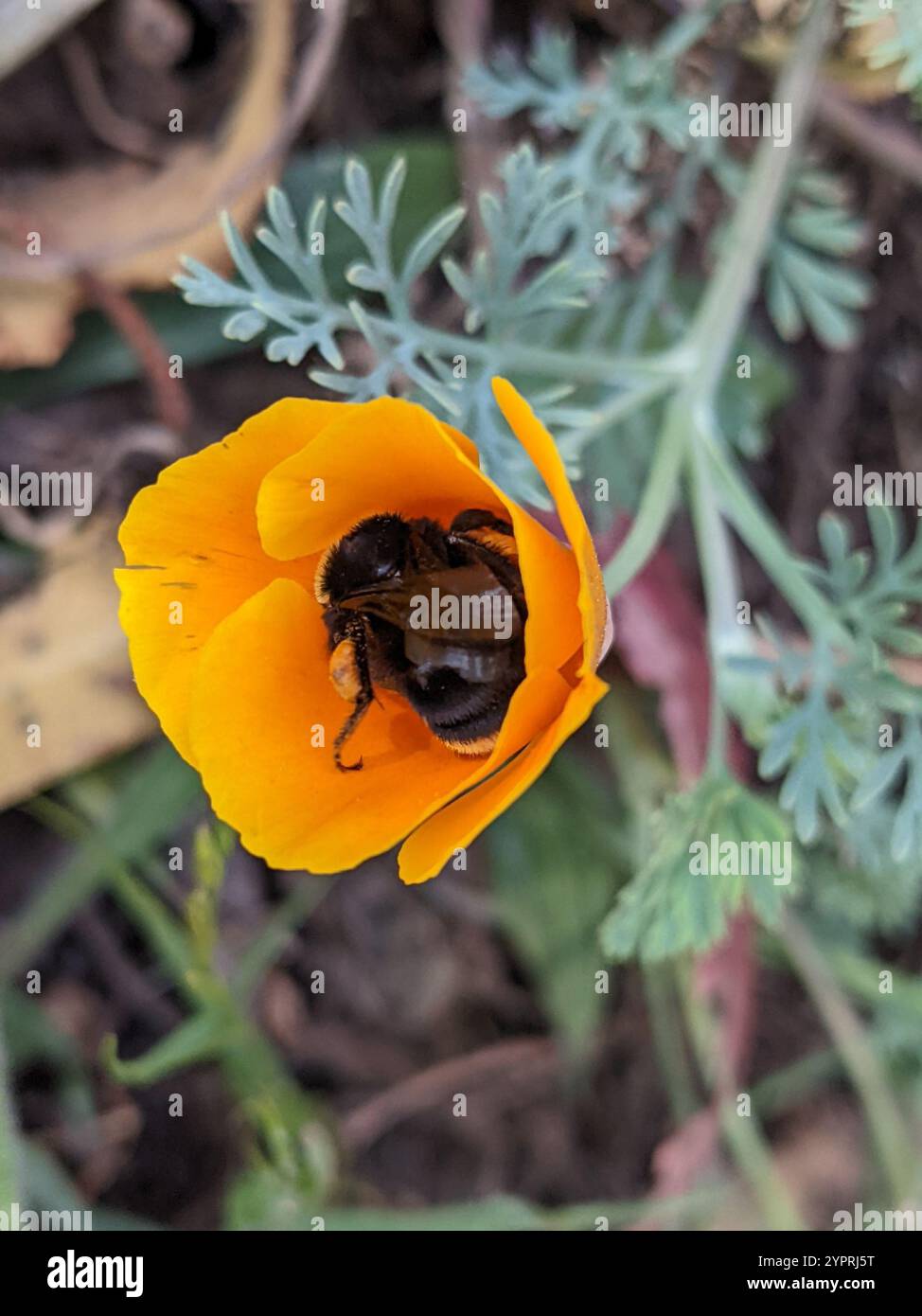 Yellow-faced Bumble Bee (Bombus vosnesenskii Stock Photo - Alamy