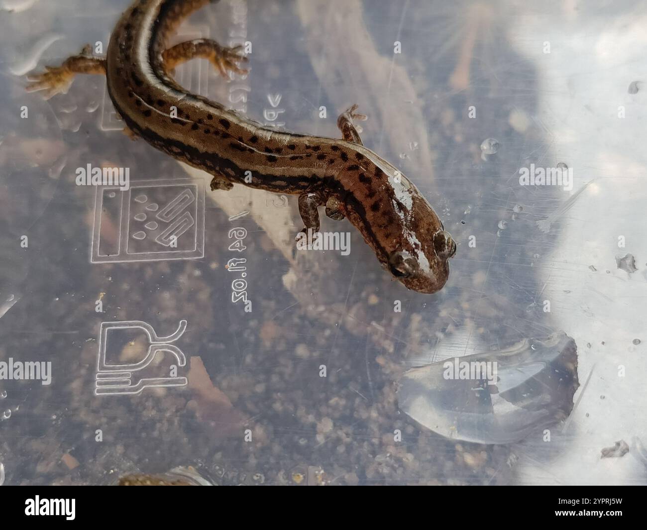 Northern Two-lined Salamander (Eurycea bislineata Stock Photo - Alamy