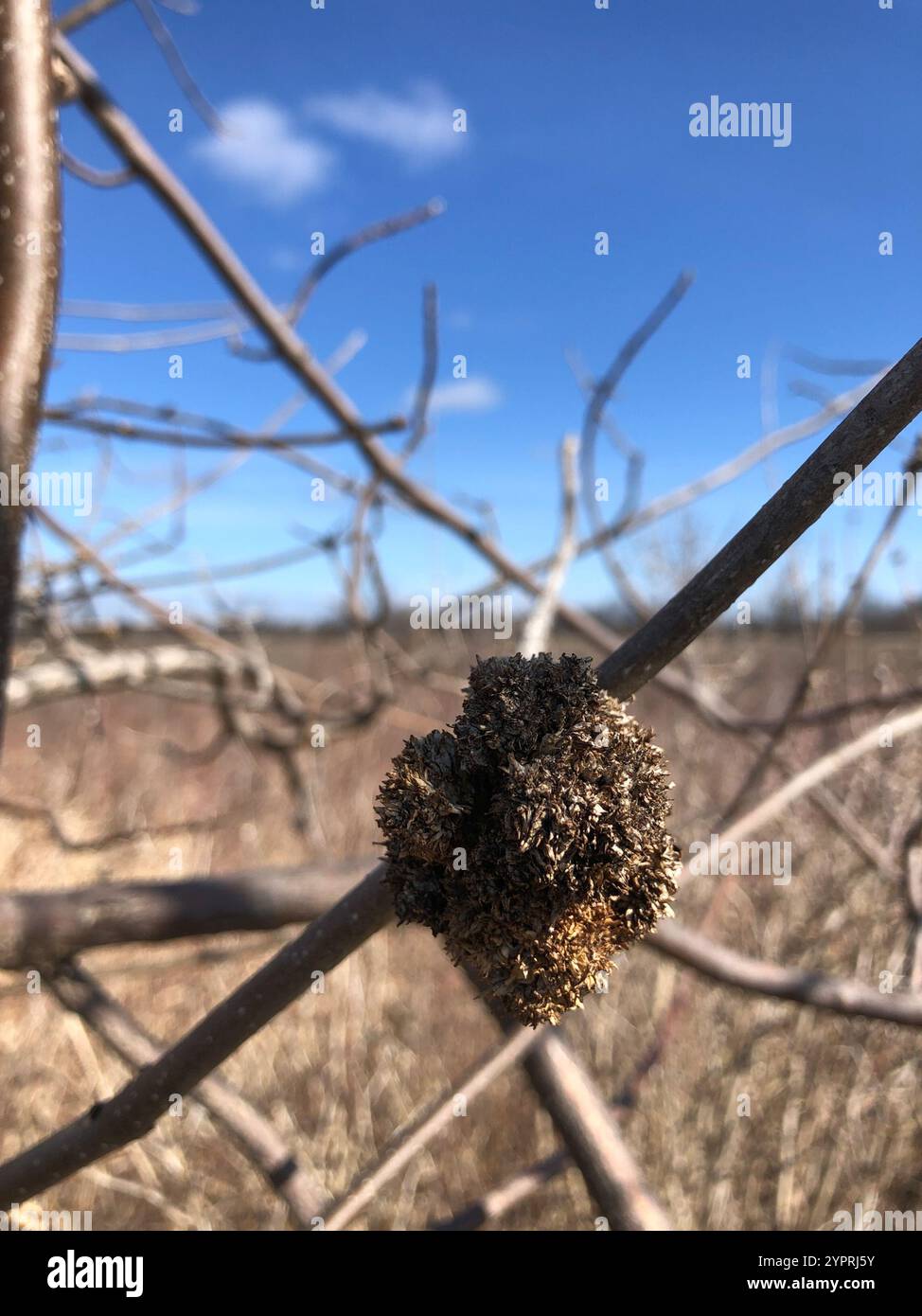 Ash Flower Gall Mite (Aceria fraxiniflora Stock Photo - Alamy