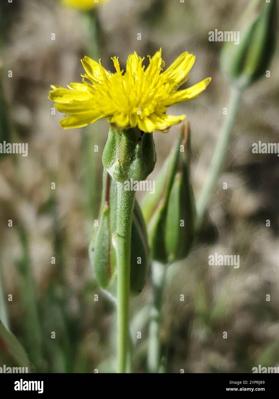 Mediterranean Serpent-root (Scorzonera laciniata Stock Photo - Alamy